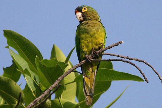 SIerra Madre Highland bird and Tuito - What Makes This Tour Stand Out?