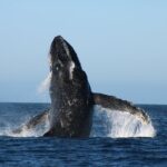 Sighting whale tour in Los Cabos - Introduction to the Whale Sighting Tour Experience
