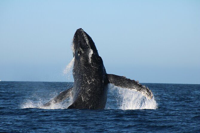 Sighting whale tour in Los Cabos - Introduction to the Whale Sighting Tour Experience