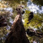 Silver Falls: Old-Growth Tree Climbing Adventure - The Views and What You’ll See