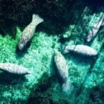 Silver Springs: Clear Kayak Manatee Season Tour - Why This Tour Stands Out