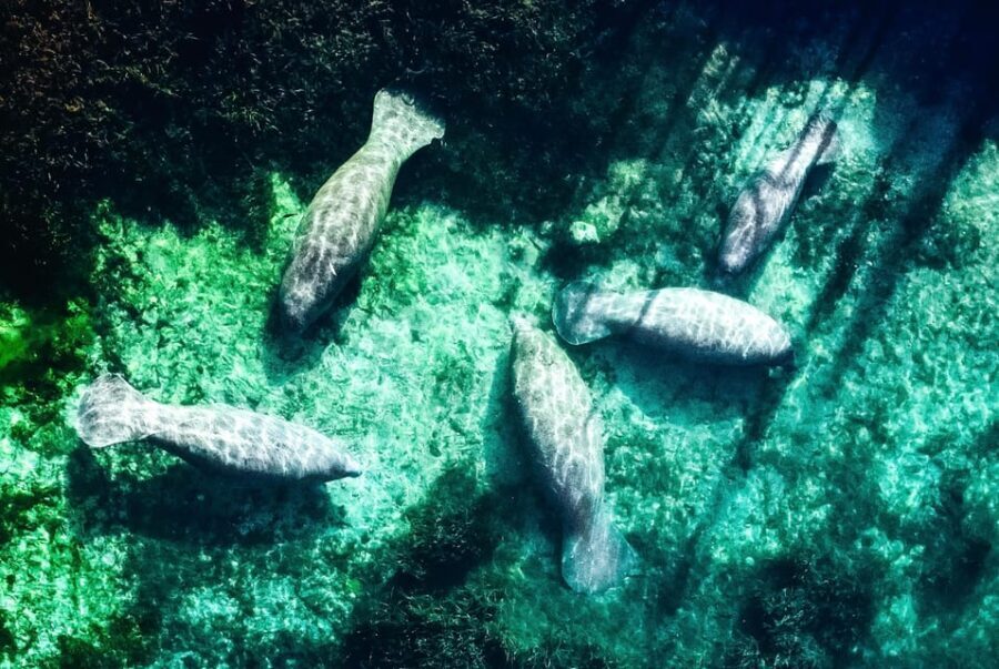 Silver Springs: Clear Kayak Manatee Season Tour - Why This Tour Stands Out