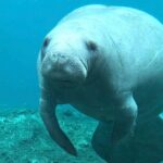 Silver Springs: Clear Kayaking Wildlife Tour - Final Thoughts: Who Will Love This Tour?