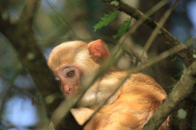 Silver Springs Manatee Kayak Tour - The Itinerary: What You’ll Experience