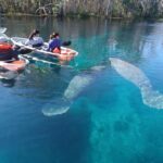 Silver Springs: Manatees and Monkeys Clear Kayak Guided Tour - What to Expect on the Water