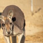 Sip and Animal Safari Experience in Fredericksburg - Who Should Consider This Tour?
