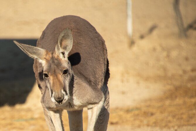 Sip and Animal Safari Experience in Fredericksburg - Who Should Consider This Tour?