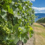 Sip & Savor: Private West Kelowna Wine Trail Escape - What We Loved About the Experience