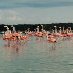Sisal & Mangroves Kayak Tour from Merida - The Practical Side: What’s Included & What’s Not