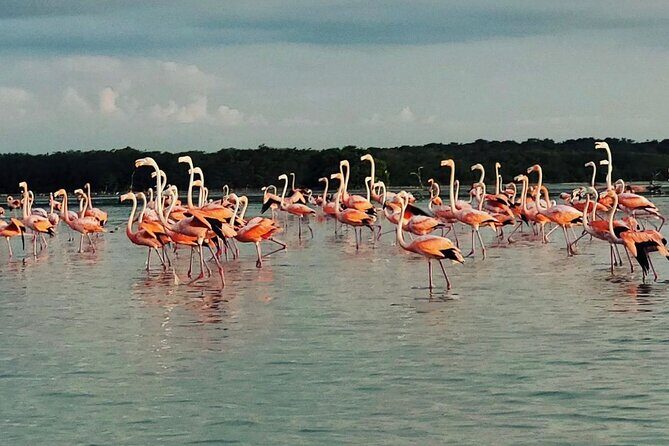 Sisal & Mangroves Kayak Tour from Merida - The Practical Side: What’s Included & What’s Not