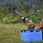 Sitka: Alaska Raptor Center Admission Ticket - Authenticity and Real Experiences