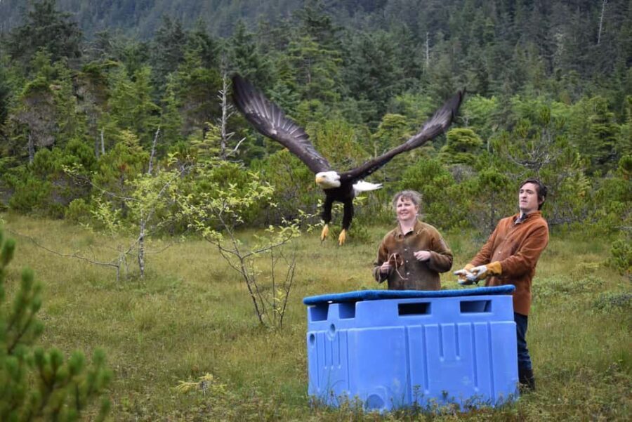 Sitka: Alaska Raptor Center Admission Ticket - Authenticity and Real Experiences