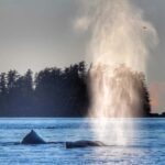 Sitka: Premiere Whale Watching and Wildlife Tour - What You’ll Likely See