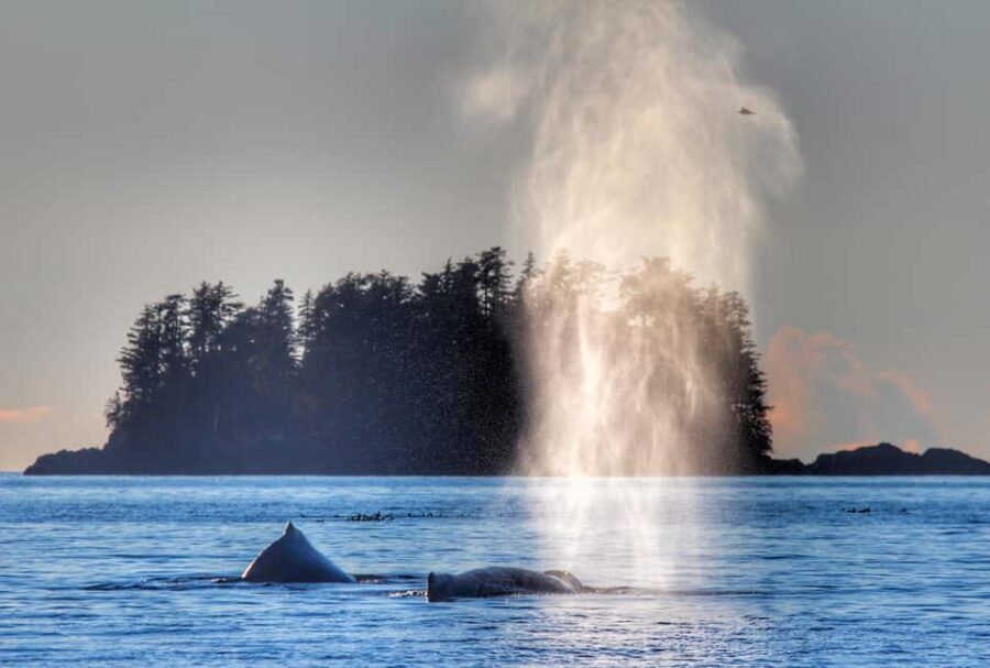 Sitka: Premiere Whale Watching and Wildlife Tour - What You’ll Likely See