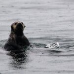 Sitka Sound Marine Wildlife Tour - What Reviewers Say