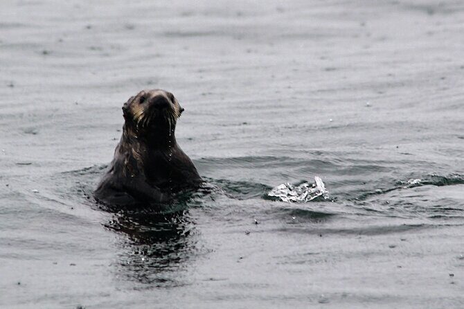 Sitka Sound Marine Wildlife Tour - What Reviewers Say