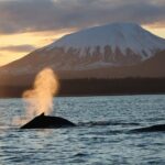 Sitka Whale Watch and Sea Otter Quest - Who Would Love This Tour
