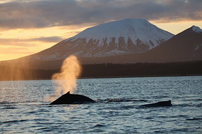 Sitka Whale Watch and Sea Otter Quest - Who Would Love This Tour