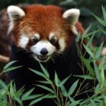 Skip the Line: Daily Admission at Woodland Park Zoo Ticket - What Could Be Better?