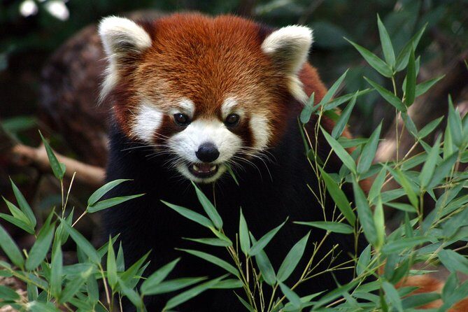 Skip the Line: Daily Admission at Woodland Park Zoo Ticket - What Could Be Better?