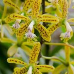 Skip the Line: Vallarta Botanical Garden Admission Ticket - An In-Depth Look at Vallarta Botanical Garden