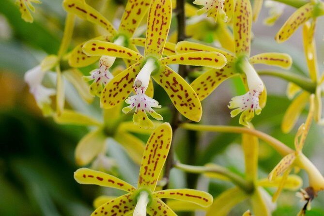 Skip the Line: Vallarta Botanical Garden Admission Ticket - An In-Depth Look at Vallarta Botanical Garden