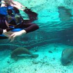 Small Group 6 Passenger Manatee Swim - The Value of the Experience
