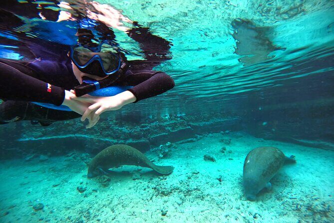 Small Group 6 Passenger Manatee Swim - The Value of the Experience