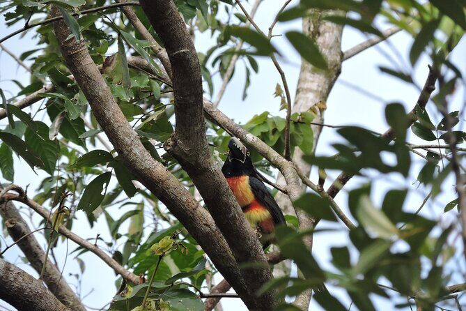 Small-Group Birdwatching Sian Kaan with professional guide - The Value of Guided Birdwatching in Sian Kaan