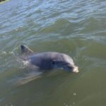 Small Group Hilton Head Morning Dolphin and Donut Cruise - The Sum Up: Is It Worth It?