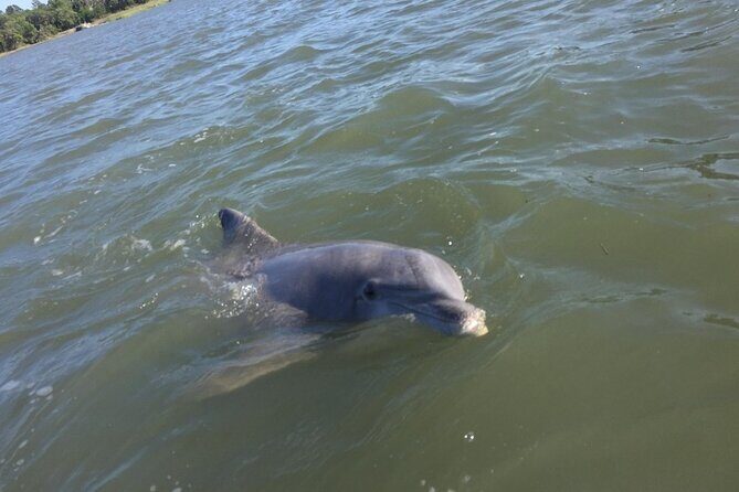 Small Group Hilton Head Morning Dolphin and Donut Cruise - The Sum Up: Is It Worth It?