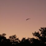 Small Group Sunset Paddle Among Manatees near Orlando - What’s Included and What’s Not