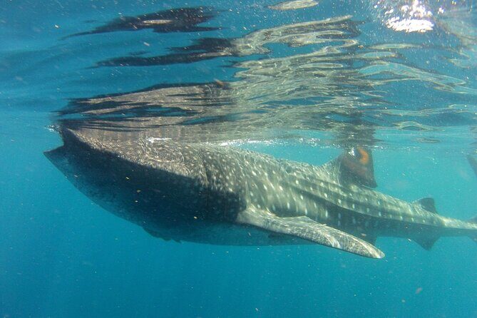 Small-Group Whale Shark and Snorkeling Tour from Cancun - Why This Tour Stands Out
