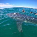 Small group whale shark experiences in La Paz - The Sum Up