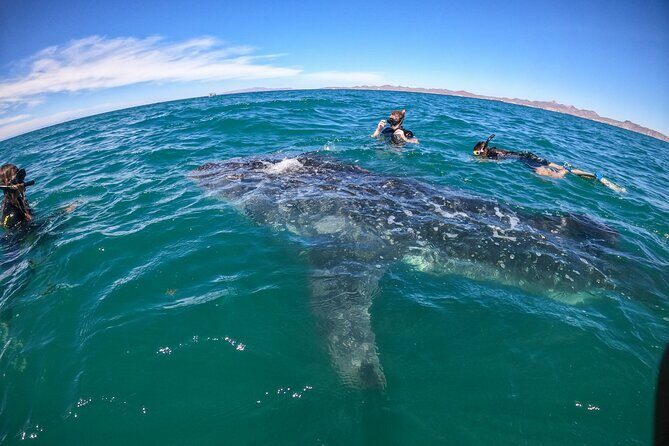 Small group whale shark experiences in La Paz - The Sum Up