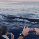 Small-Group Whale Watching Adventure - The Itinerary: What to Expect on Your Day Out