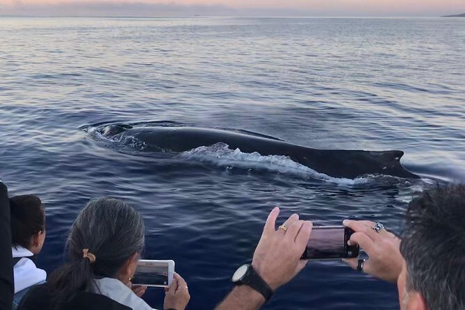 Small-Group Whale Watching Adventure - The Itinerary: What to Expect on Your Day Out