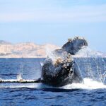 Small-Group Whale Watching Zodiac Boat Cruise in Cabo San Lucas - Why This Whale Watching Tour is Worth Considering