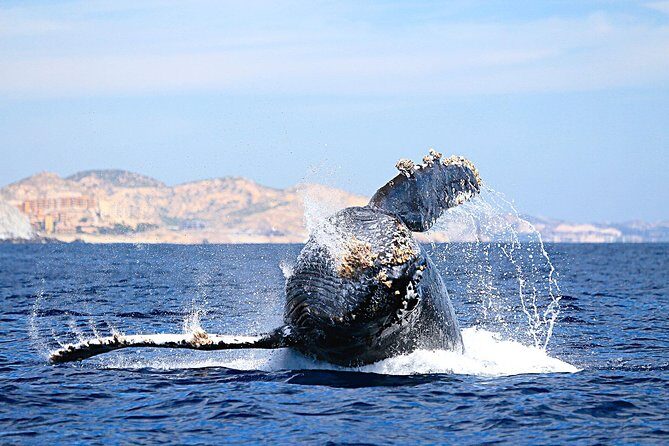 Small-Group Whale Watching Zodiac Boat Cruise in Cabo San Lucas - Why This Whale Watching Tour is Worth Considering