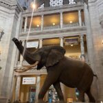 Smithsonian Natural History Museum Semi-Private Guided Tour - Why This Tour Offers Good Value