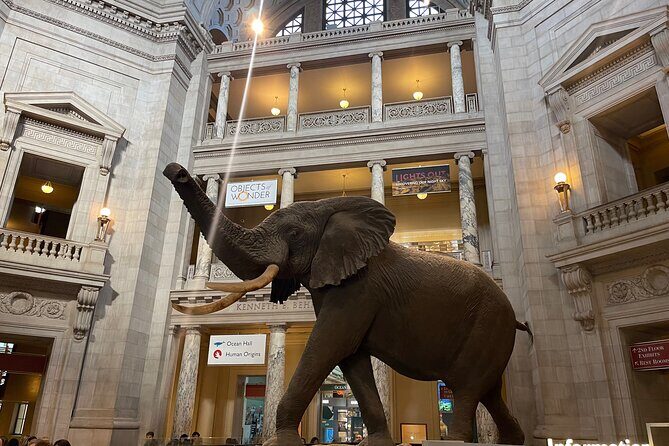Smithsonian Natural History Museum Semi-Private Guided Tour - Why This Tour Offers Good Value