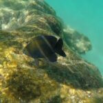 Snorkel Adventure at Cozumel! Transportation from Cancun & Playa Del Carmen - What makes this tour stand out?