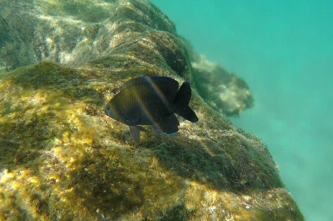 Snorkel Adventure at Cozumel! Transportation from Cancun & Playa Del Carmen - What makes this tour stand out?