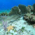 Snorkel along the coast, explore two reefs by Chivis del Mar - Authenticity & Value: What Travelers Say
