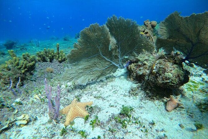 Snorkel along the coast, explore two reefs by Chivis del Mar - Authenticity & Value: What Travelers Say