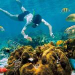 Snorkel and swim in Cozumel el Cielo Reef, Palancar and Colombia - Authentic Insights from Reviews