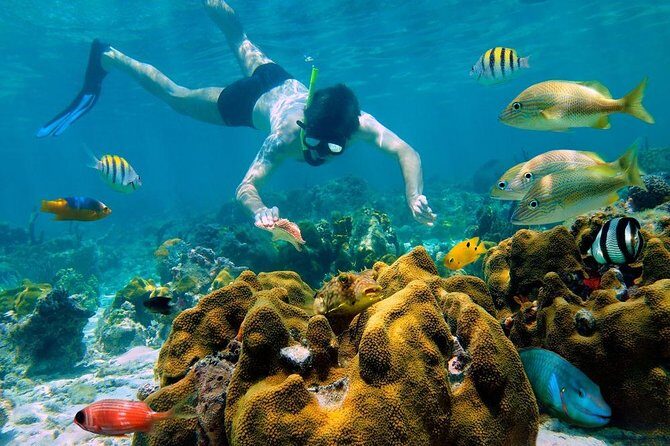Snorkel and swim in Cozumel el Cielo Reef, Palancar and Colombia - Authentic Insights from Reviews