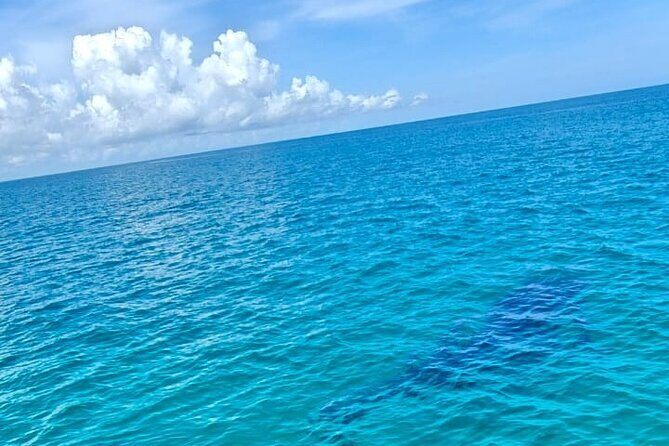 Snorkel and Swimming with Whale Shark in Cancun - Who Is This Tour Best For?