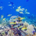 Snorkel at El Farito - The Lighthouse Reservation - The Bottom Line