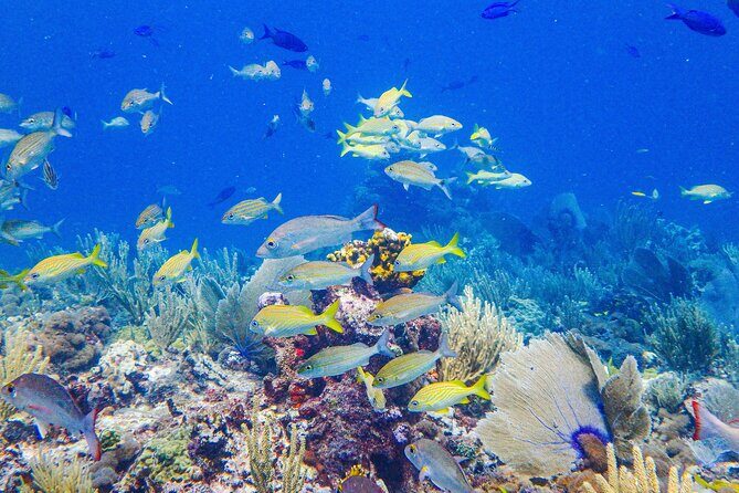 Snorkel at El Farito - The Lighthouse Reservation - The Bottom Line
